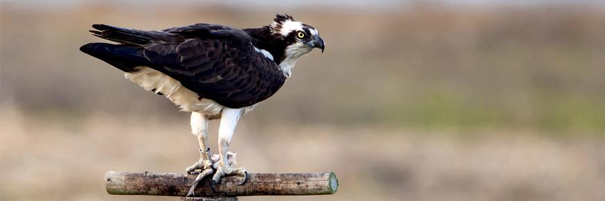 Osprey on Long Island - PSEG Long Island