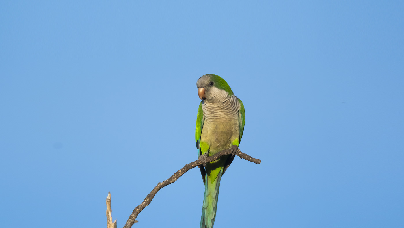 Monk Parakeets - PSEG Long Island