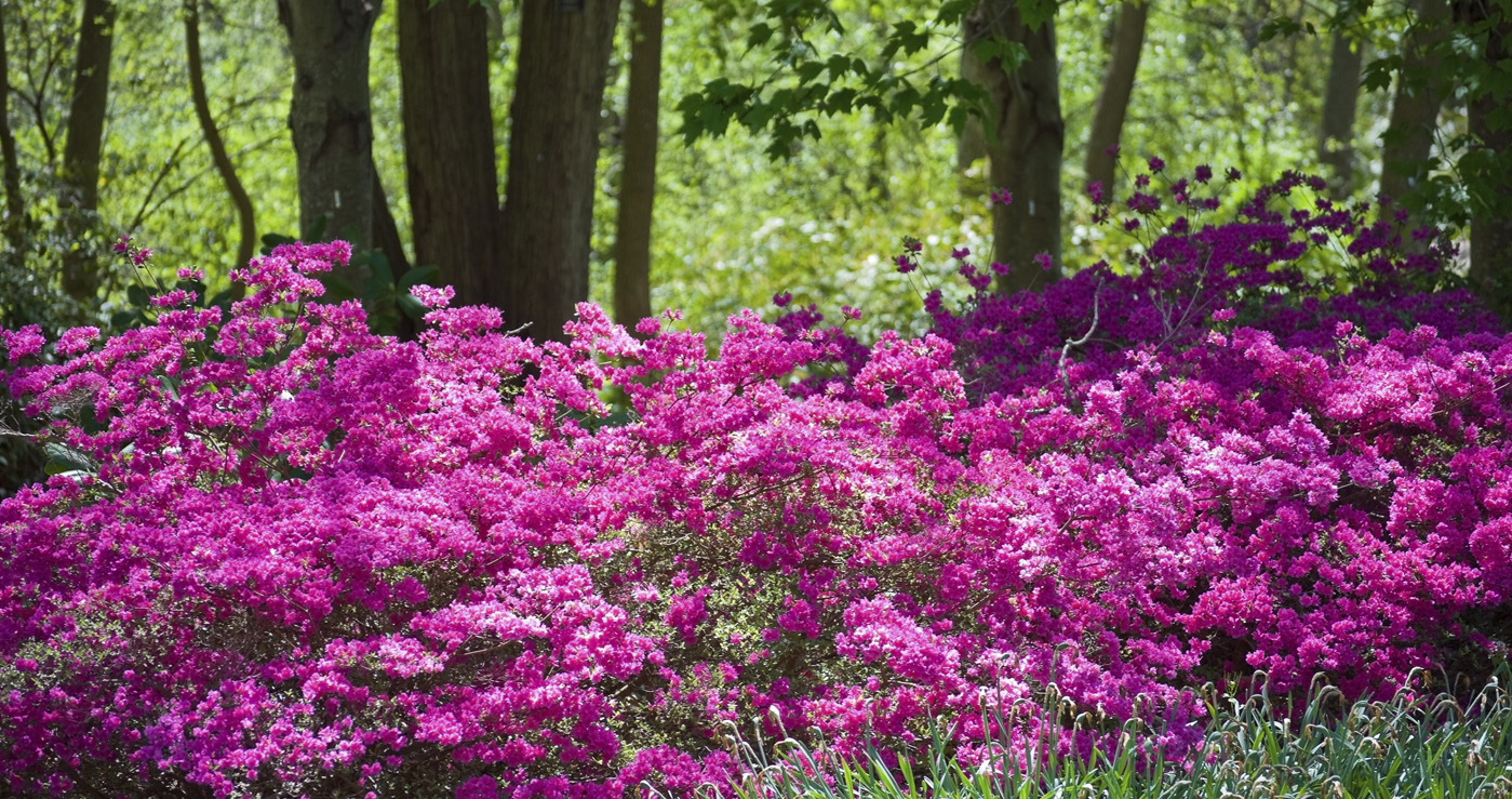 PSEG Long Island Celebrates Earth Month! - PSEG Long Island